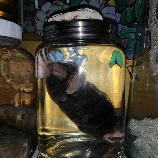 Wet Eastern Mole/wet Specimen/glass Jar - Etsy