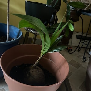 Aloe Vera 2 Live Plant , 12 Tall, Healing Cactus Plant , Barbadensis ...