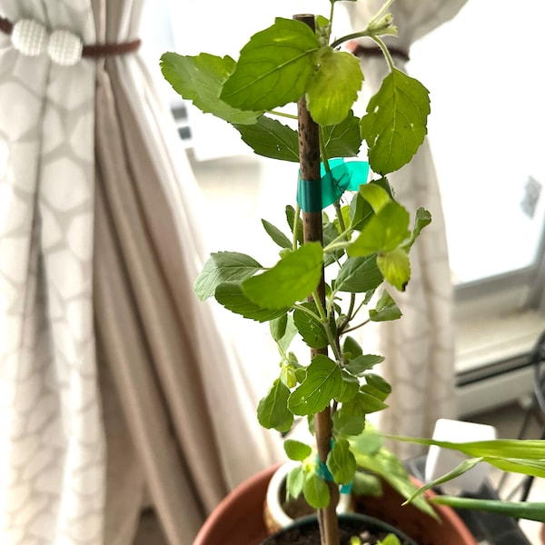 Rama Green Tulsi, Basil (ocimum Tenuiflorum) Well Rooted Sold by Sizes ...