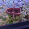 Rowboat Floating Decor | Decorative Aquarium Floater | Water Surface ...