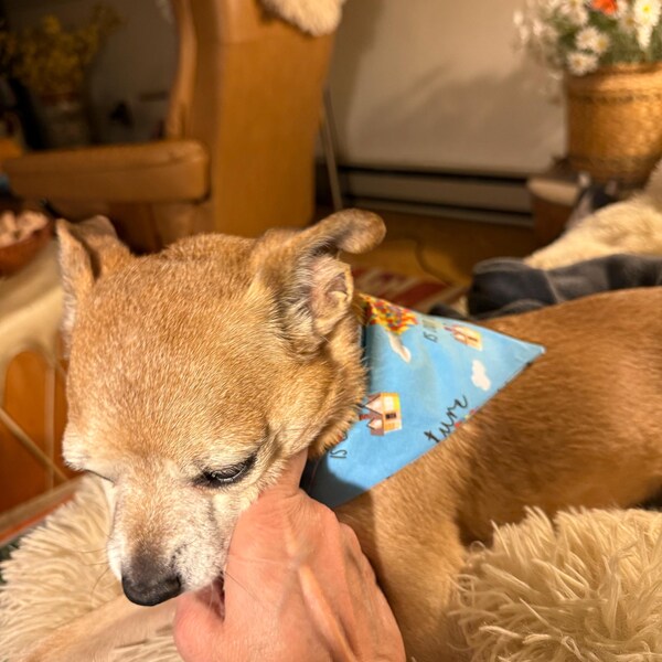 Be Good for Goodness Sake Dog Collar - Etsy