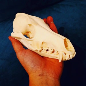 10 Bison Buffalo Toe Bones Third Phalanges | Etsy