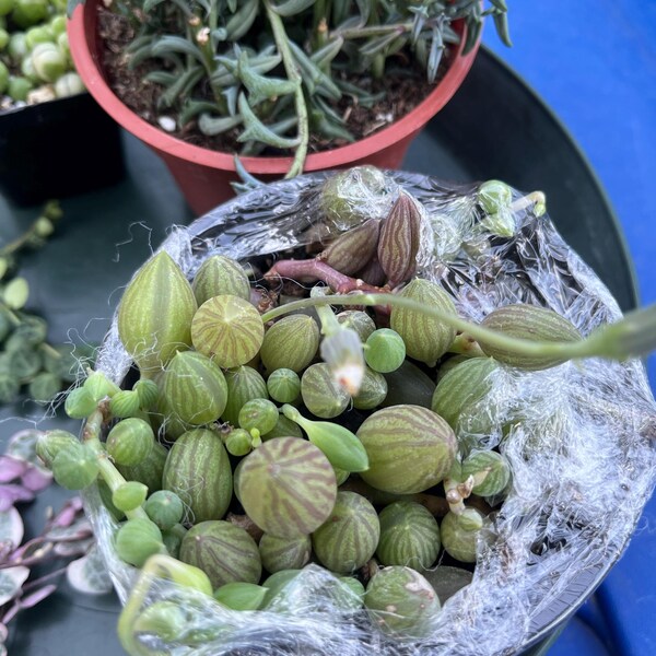 Euphorbia Obesa Hybrid, Baseball Plant, Rare Cactus, Live Succulent in ...