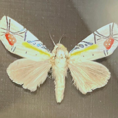 Rare Pink Form Gaudy Commodore Butterfly Framed Taxidermy Precis ...