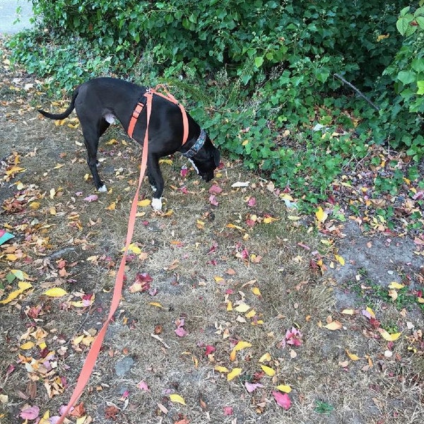 Lof Dog No Pull H-type Harness With Handle, Designed to Fit Dogs Body ...