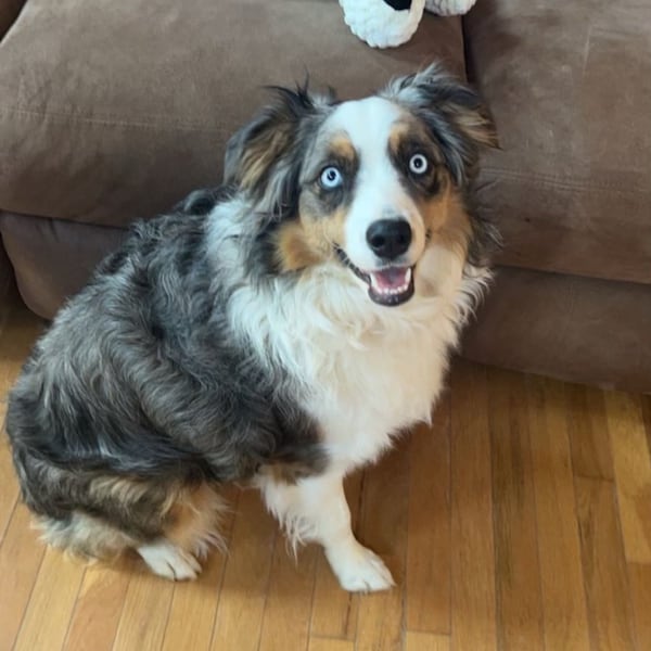 MINI Custom Crochet Plushee - Etsy