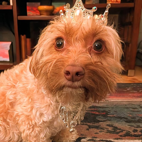 Pet Tiara Crown: Silver Pearl Crystal Cat Dog Necklace - Etsy