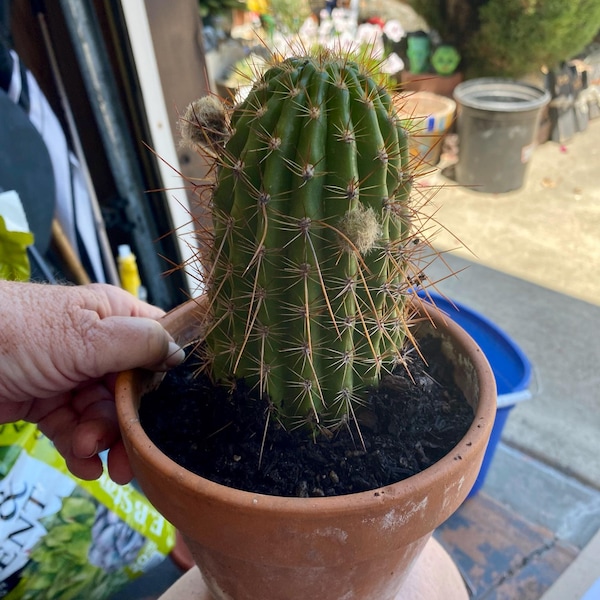 Navi Hand-numbered Paint Horse Watercolor Print - Etsy