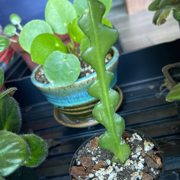 Fishbone Cactus Epiphyllum Anguliger Ric Rac Cactus Zig Zag Cactus - Etsy