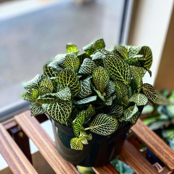 White Fittonia 6 From California Tropicals - Etsy