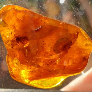 Insect in Amber Inclusion Fossil Baltic Amber Amber - Etsy