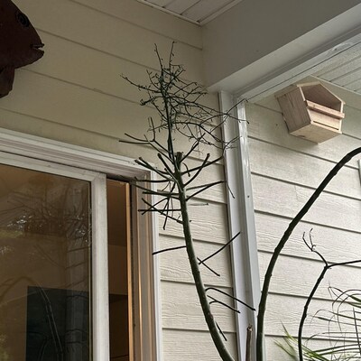 Large Squirrel House, Squirrel House, Cedar Squirrel House, Squirrel ...