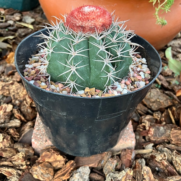 Melocactus Curvispinus Live Rooted Cactus From Seed Grown - Turk's Cap ...