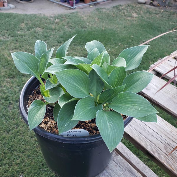 Garden State Bulb Blue Green Hosta Mix Bare Roots, Shade Perennial - Etsy