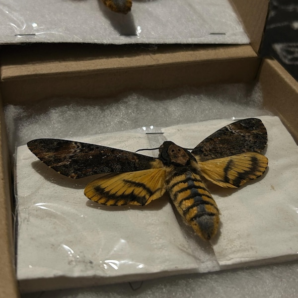 2 Real Death Head Moth Acherontia Spread Mounted Skull Moth Silence ...