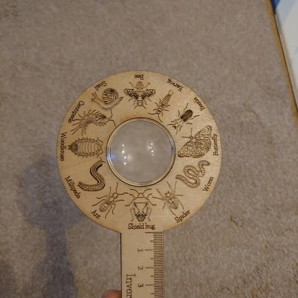 Ladybird Life Cycle, Birthdaygift, Forest School, Primary, EYFS ...