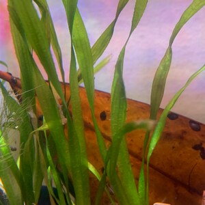 BUY 2 GET 1 FREE Corkscrew Val vallisneria - Etsy