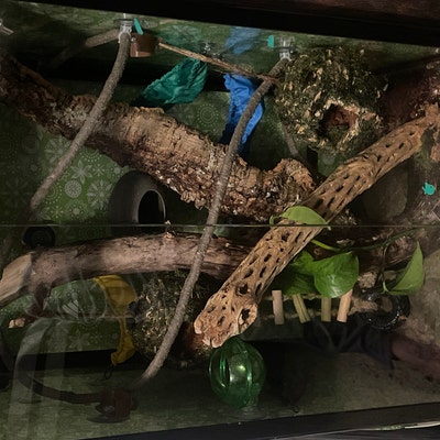 Gecko/lizard Hammock the Original Banana Style Gecko Hammock : - Etsy
