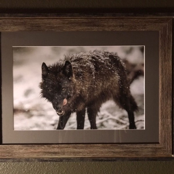 Yellowstone: Wildlife Photography by Trent Sizemore - Coffee Table Book ...