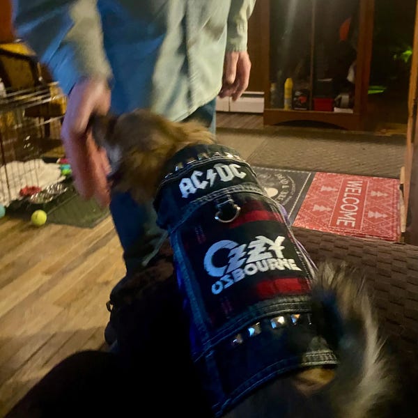 Large Punk Rock Dog Jacket/battle Vest Featuring Cute as Hell Baphomet ...