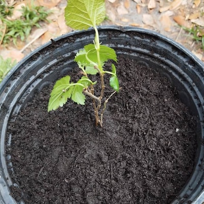 Roemers Fescue festuca Roemeri .5 Gram, 500 Seeds - Etsy