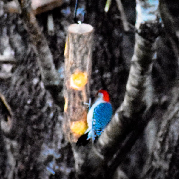 Gilwood Slot Box Bluebird House - Etsy