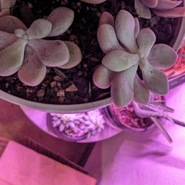 Rare Succulent - Graptopetalum Ellen - Etsy