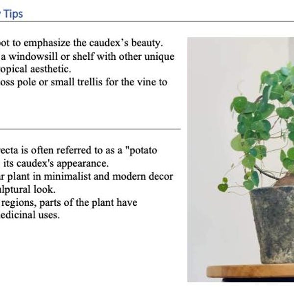 Houseplant- Stephania Erecta Bulb - Caudex Bulb - Big Size for ...