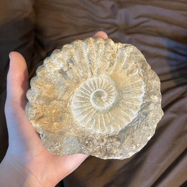 Flash Sale!!** LARGE (1) Raw Ammonite Fossil Cephalopod Perfect Gift ...