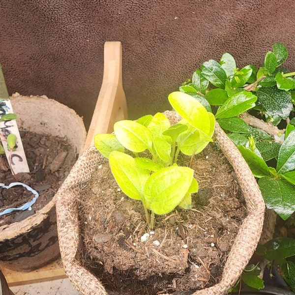 Philodendron Royal Queen Starter Plant ALL STARTER PLANTS Require You ...