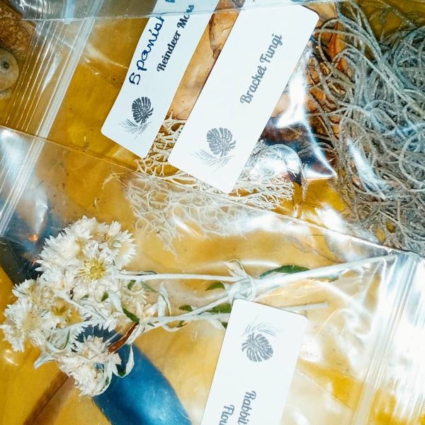 Lg Forest Findings Collection, Dried Botanicals, Forest Decor ...