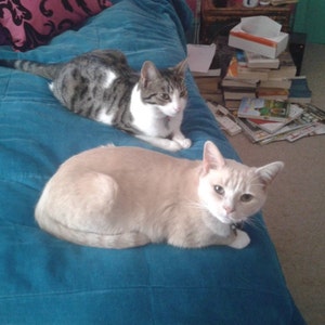 Fall of Efrafa Enamel Pin Watership Down Rabbit Black Rabbit - Etsy