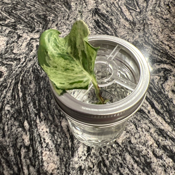 Mason Jar Plant Propagation "frog Lid" Inserts (2-pack) - Hold Flowers ...