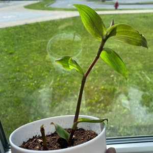 Blushing Bride Tradescantia Houseplants Live Plant in Pot Indoor 2.5 ...