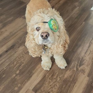 Custom Eye Patch for Dogs or Cats 100 % Cotton/ No Felt - Etsy