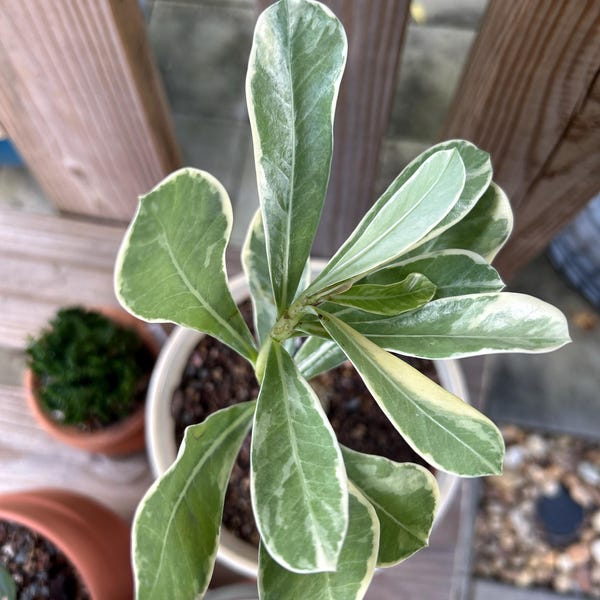 1 Grafted Double "purple Fire" Adenium /desert Rose Plant. 5-7 Inch ...