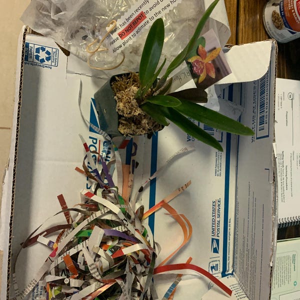 Fragrant Cattleya Orchid Blc Hawaiian Leopard "mei Ling" Live Plant ...