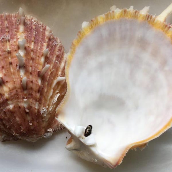 Spiny Oyster Pair Assorted Types 3" to 4" Sea Shell - Spondylus Oyster ...