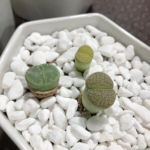 Live Limited Rare Lithops Olivacea C109 / Lithops Olivacea / Exotic ...