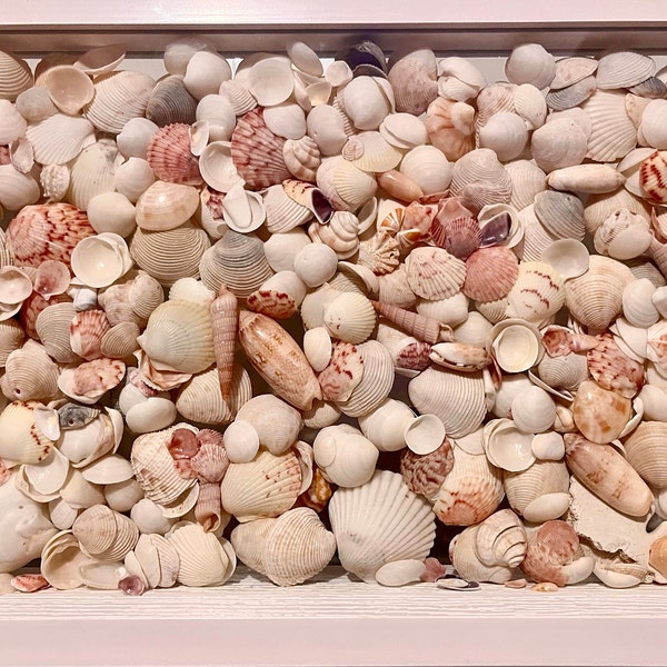 Dreamcatcher Stand up Sea and Beach Glass Display Window With Dividers ...