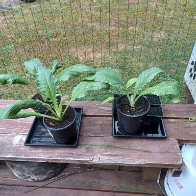 10 Heirloom Japanese Black Futsu Squash Seeds Unique Fall Asian Winter ...