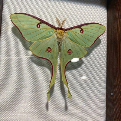 3 PRACTICE Grade Specimens of LUNA Moth Actias Luna - Etsy