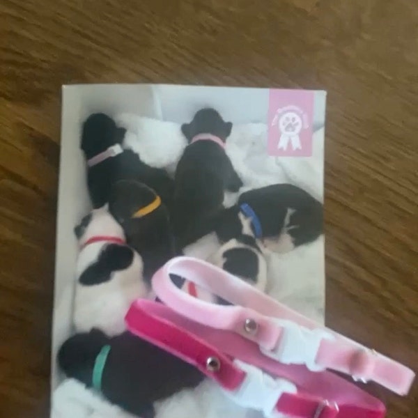 Allbreeds Puppy ID Whelping Collars Velvet Dog Breeding Kit - Etsy