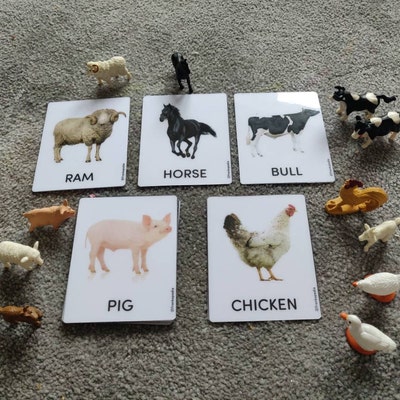 Body Parts Cards Montessori Materials Homeschool Body Part Real ...