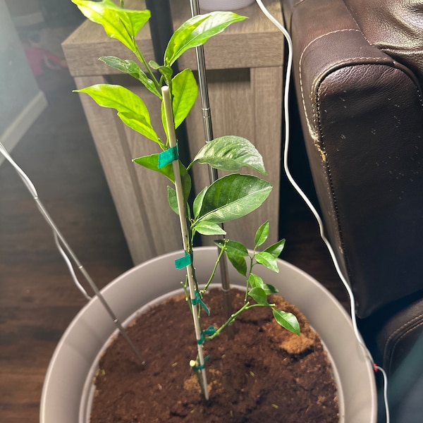 Grafted Kishu Mandarin Tree in Half Gallon Pot, Tangerine. Florida ...
