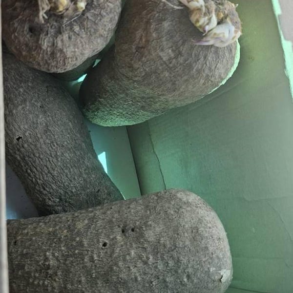 New Yam/ New Stock July 2025/ Soft Yam/ghana Yam/ African Yam 1tuber ...