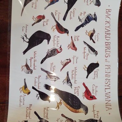 Pennsylvania Backyard Birds Field Guide Art Print / Watercolor Painting ...