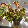 RARE Rex Begonia Blue Flashing ‘tiger Kitten’ Live House Plant Potted 4 ...