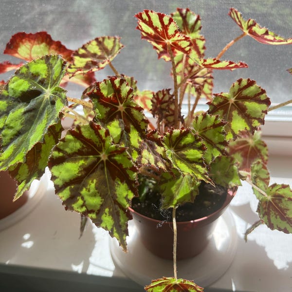 RARE Rex Begonia Blue Flashing ‘tiger Kitten’ Live House Plant Potted 4 ...