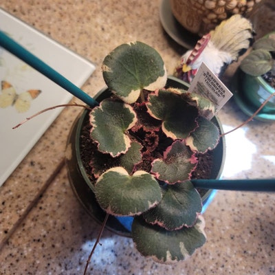 Variegated Ficus Triangularis Rare Variegated Triangularis - Etsy